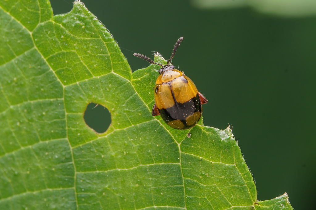 Nonarthra variabilis from 中国浙江省杭州市西湖区天竺路338号 邮政编码: 310058 on August 05 ...
