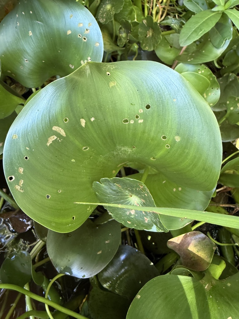 Mottled Waterhyacinth Weevil from Kissimmee River, Okeechobee, FL, US ...