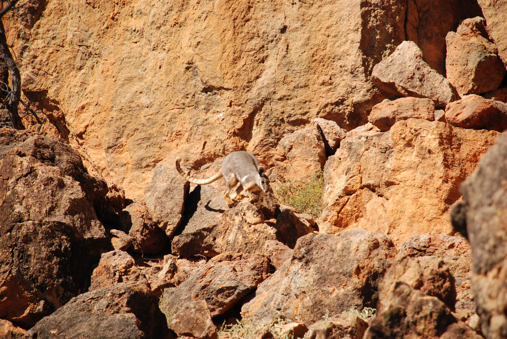 Yellow-footed Rock Wallaby from Adavale QLD 4474, Australia on July 07 ...