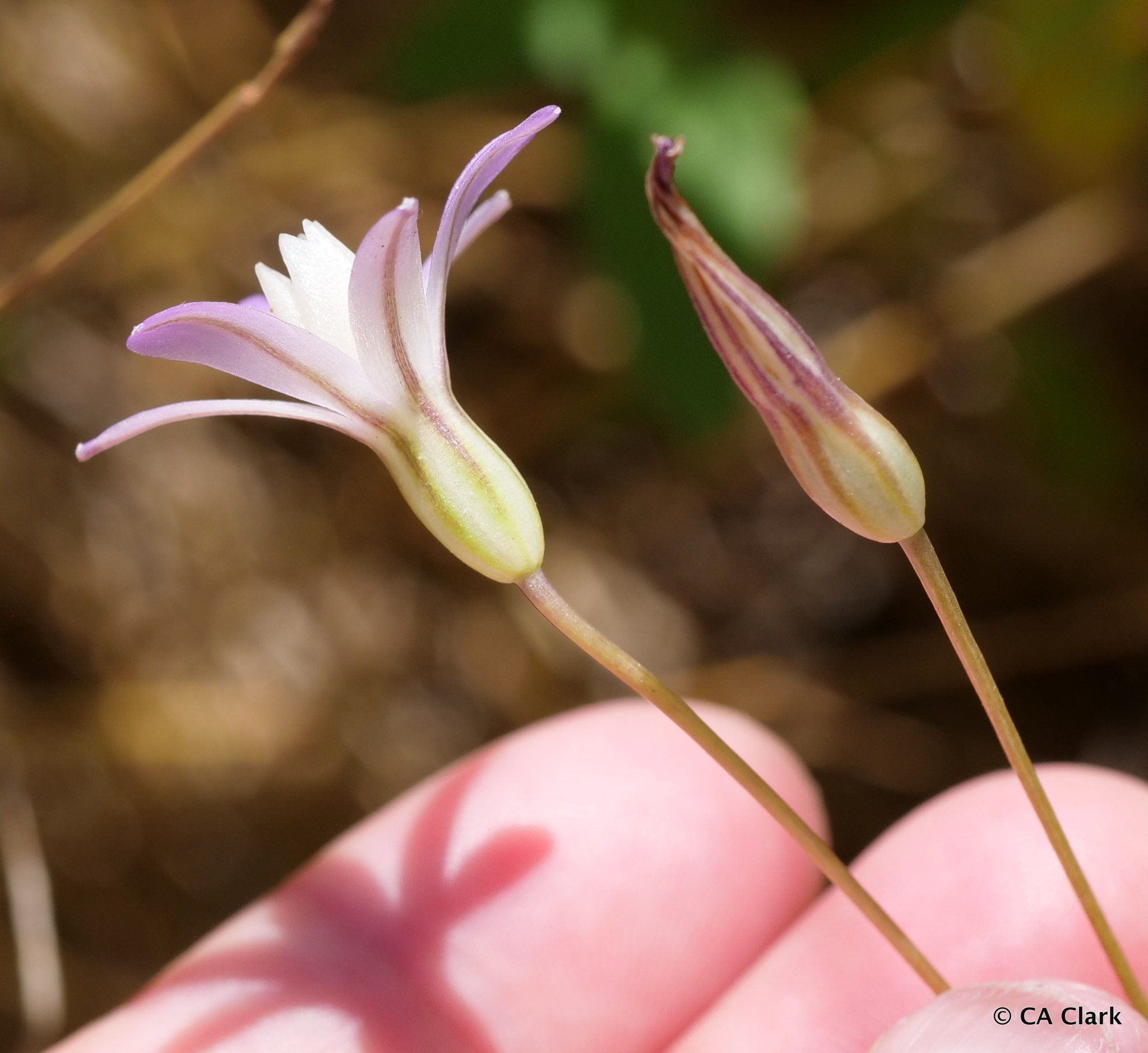 Brodiaea pallida Hoover