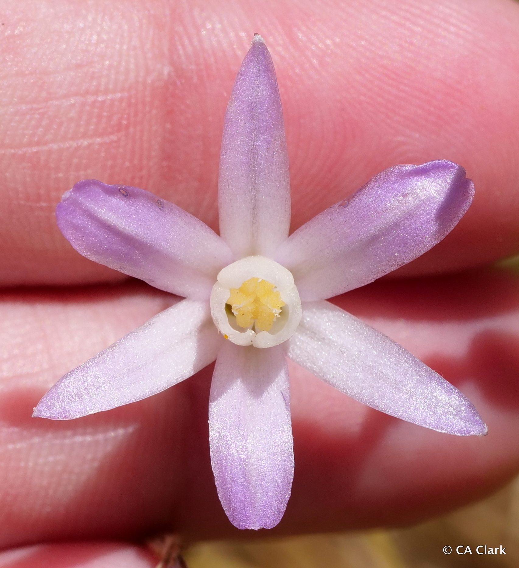 Brodiaea pallida Hoover