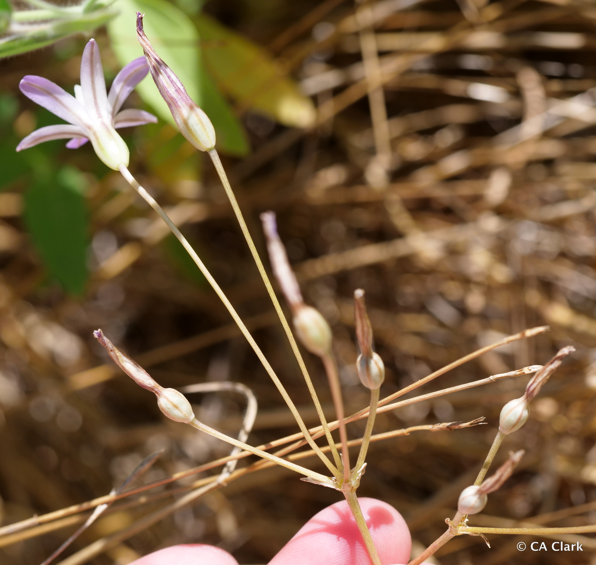 Brodiaea pallida Hoover
