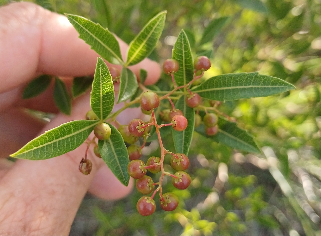Searsia bolusii from Graaff-Reinet, South Africa on February 24, 2025 ...