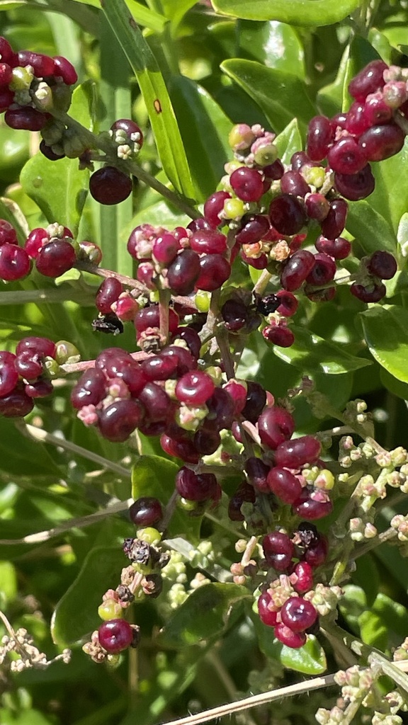 Seaberry Saltbush from Colony Club Cir, Newlands Arm, VIC, AU on ...