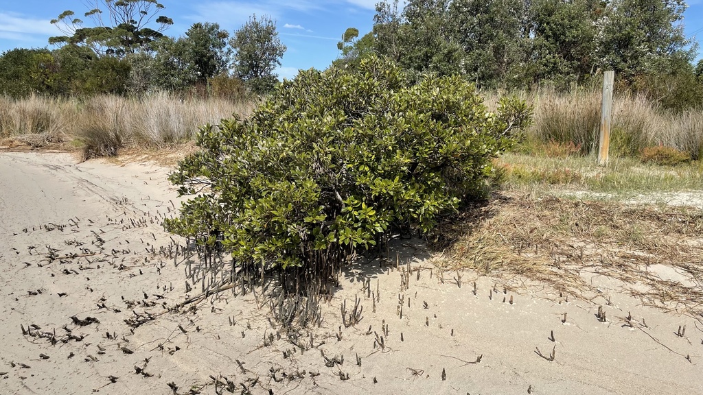 Grey Mangrove from North Arm, Kalimna, VIC, AU on February 26, 2025 at ...