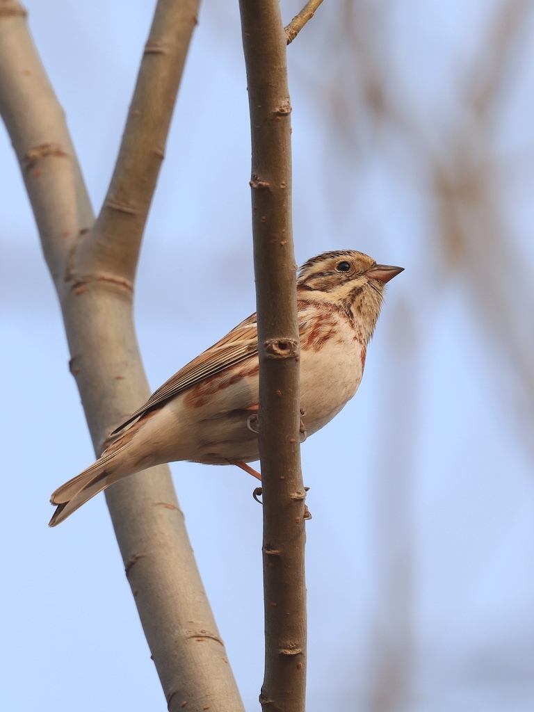 Rustic Bunting in February 2025 by 莲子 · iNaturalist