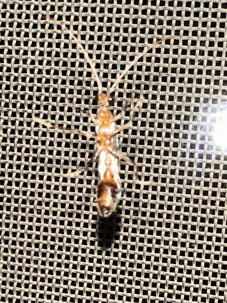Insects from Davis Rd, Winkie, SA, AU on February 27, 2025 at 10:05 PM ...