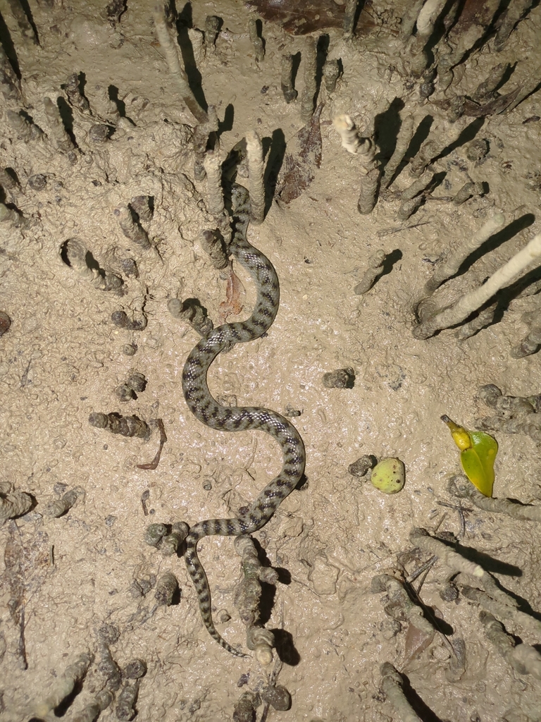 Broome Mangrove Snake in February 2025 by Brendan Casey · iNaturalist