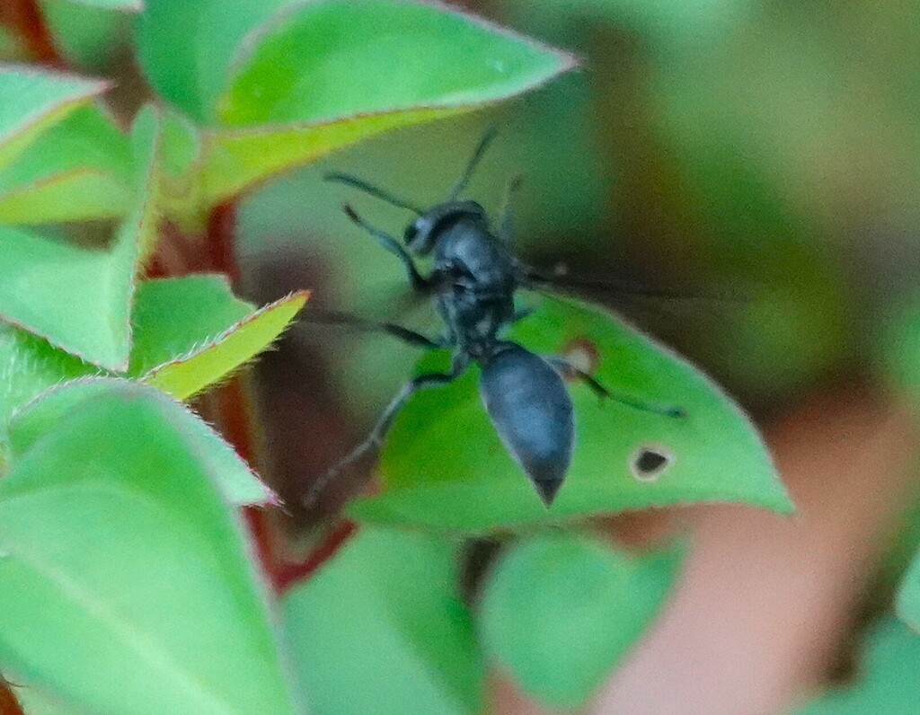 Fierce black polybia wasp from Heredia Province, Sarapiqui, Costa Rica ...