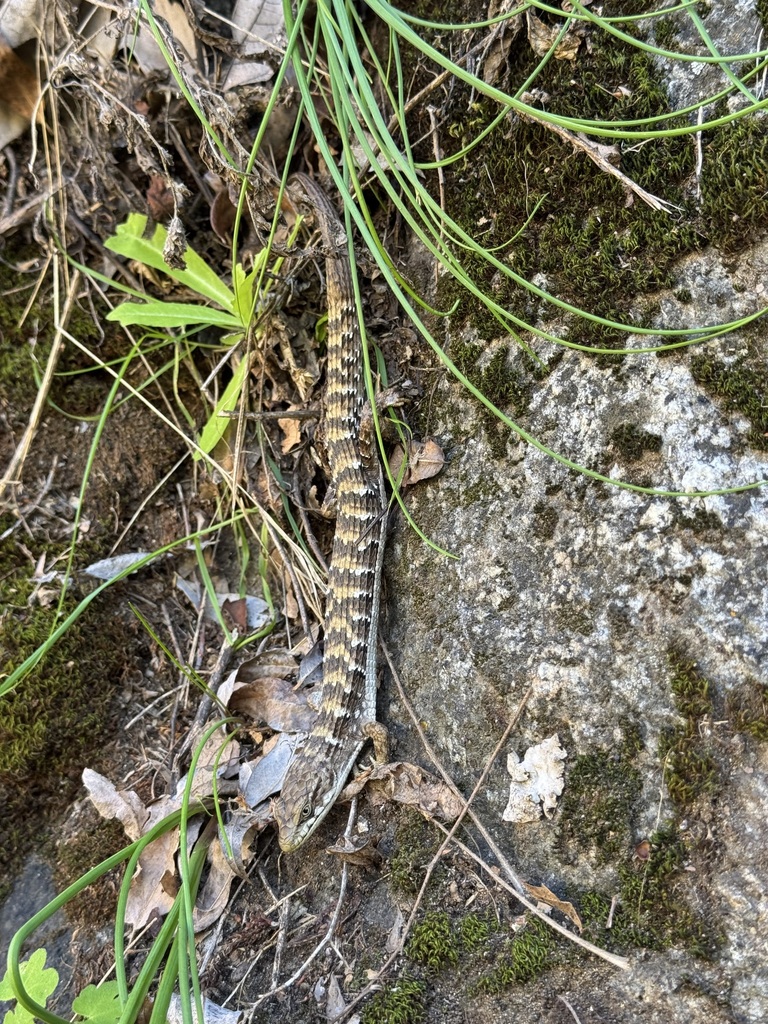 Southern Alligator Lizard from Kern County, CA, USA on February 26 ...