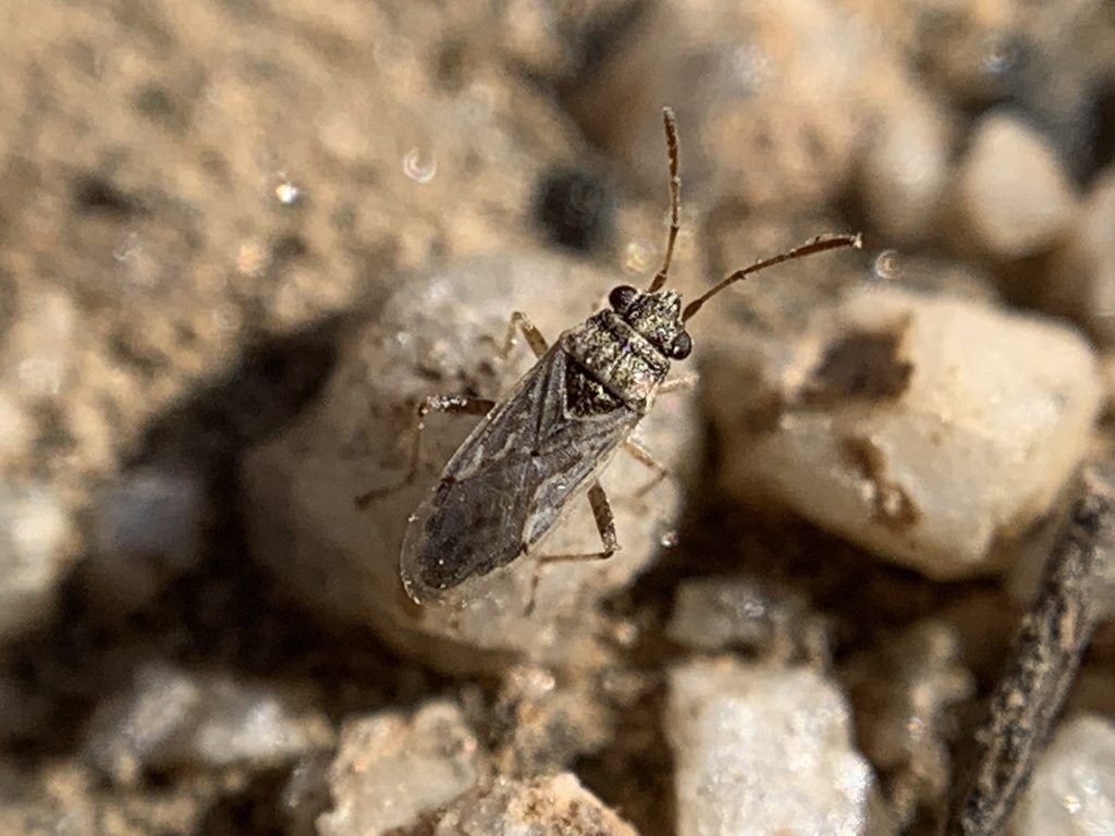 False chinch bugs from University, Riverside, CA 92507, USA on August 5 ...
