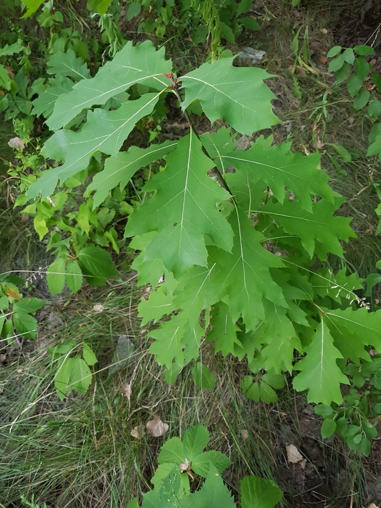northern red oak from Longueuil, QC J4K 5K8, Canada on August 5, 2019 ...