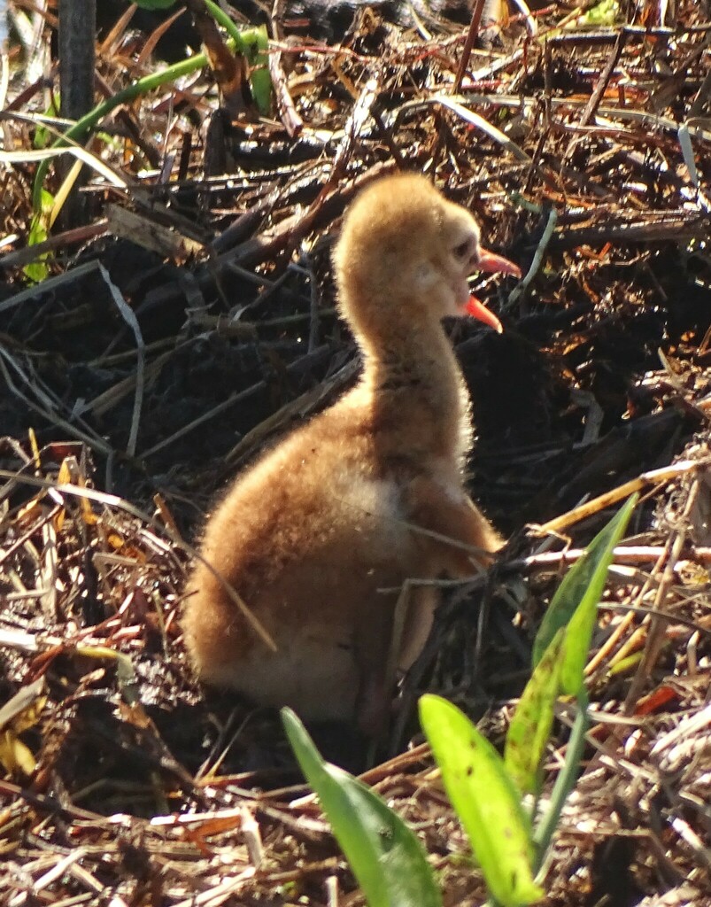 Sandhill Crane from Sharon Rose Wiechens Preserve, The Villagtes ...