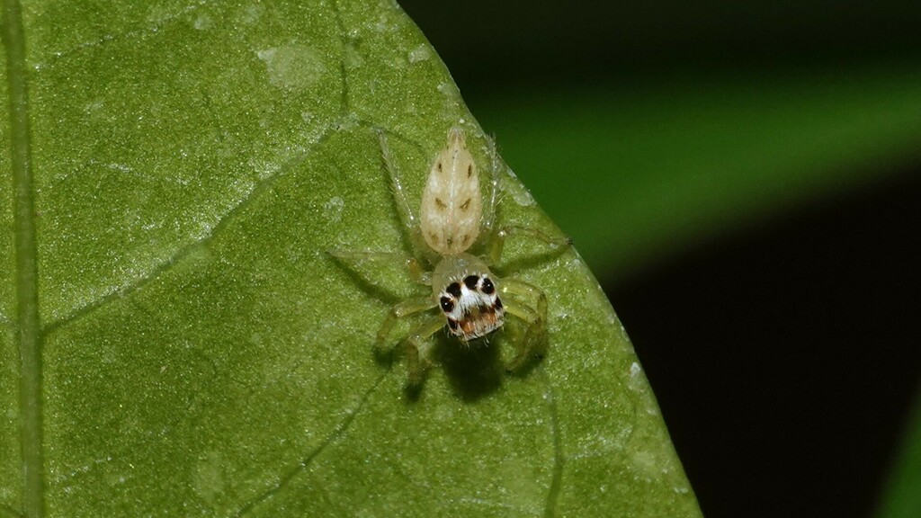 Typical Jumping Spiders from Dream Park on February 26, 2025 at 09:46 ...