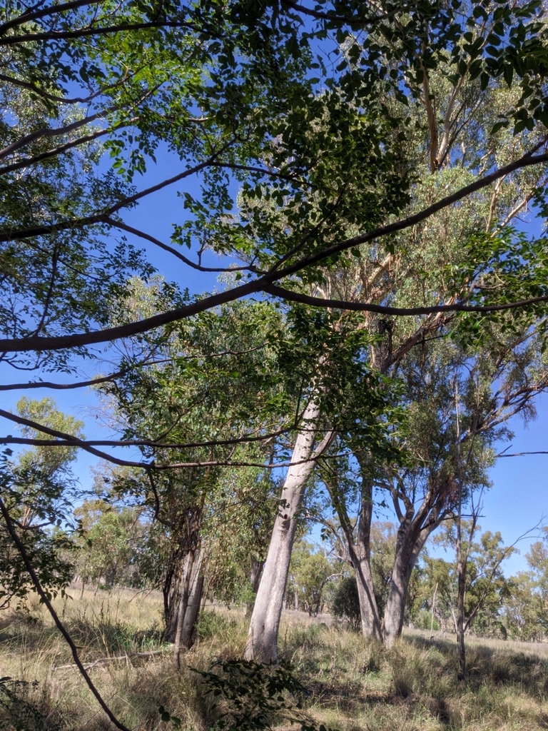 Chinaberry from Klori NSW 2346, Australia on February 26, 2025 at 11:00 ...