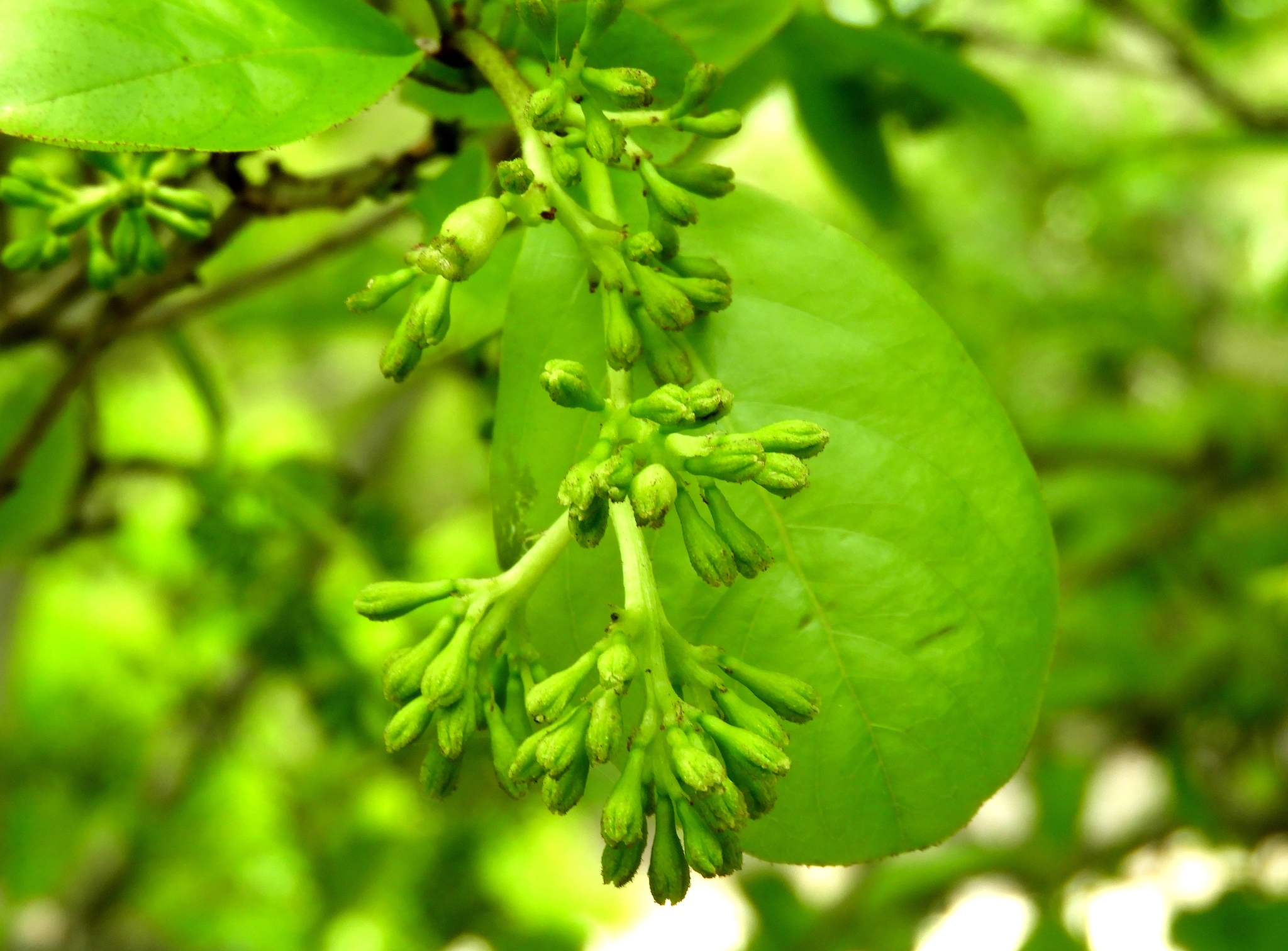 Neea psychotrioides J.D.Sm.