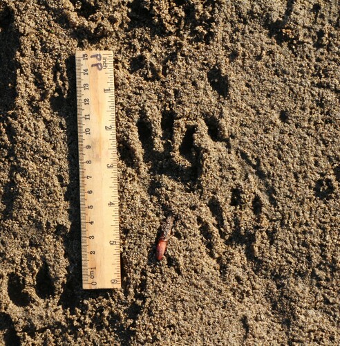 Raccoon Tracks – NatureTracking