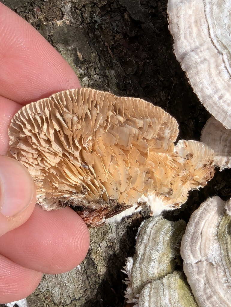 Gilled Polypore from Hiawassee, GA 30546, USA on February 27, 2025 at ...