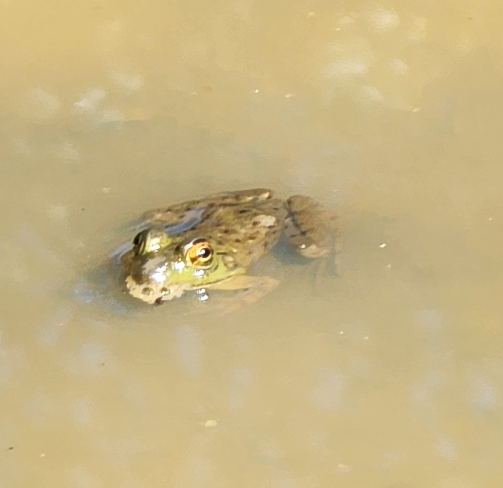 American Bullfrog from Marin Municipal Water District Watershed, Marin ...