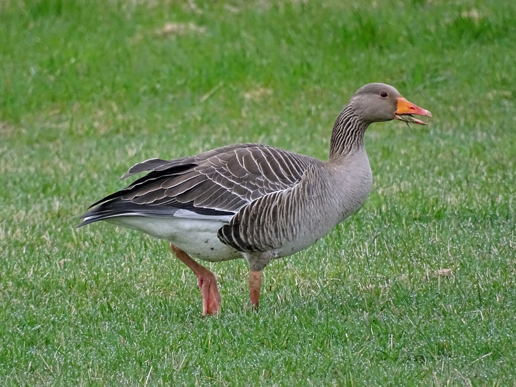 Greylag Goose from Southern Peninsula Region, Iceland on April 30, 2019 ...
