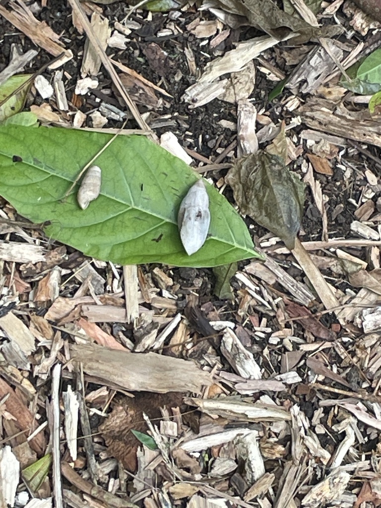 Gastropods from Main Island, Bermuda, BM on February 27, 2025 at 03:03 ...