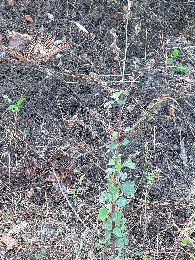 Caesar weed from Pineland, FL 33922, USA on February 14, 2025 at 03:40 ...