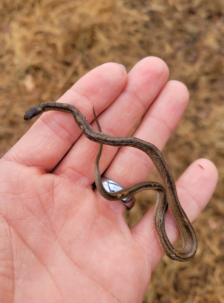 DeKay's Brownsnake from Fallston Park & Ride, Maryland 21047, USA on ...