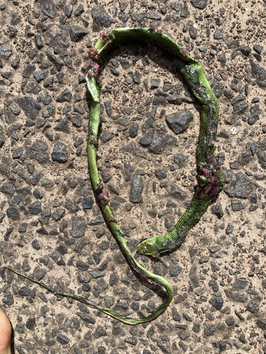 Eastern Green Snake (Philothamnus natalensis) - Snakes and Lizards