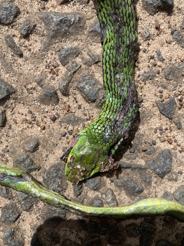 Eastern Green Snake (Philothamnus natalensis) - Snakes and Lizards
