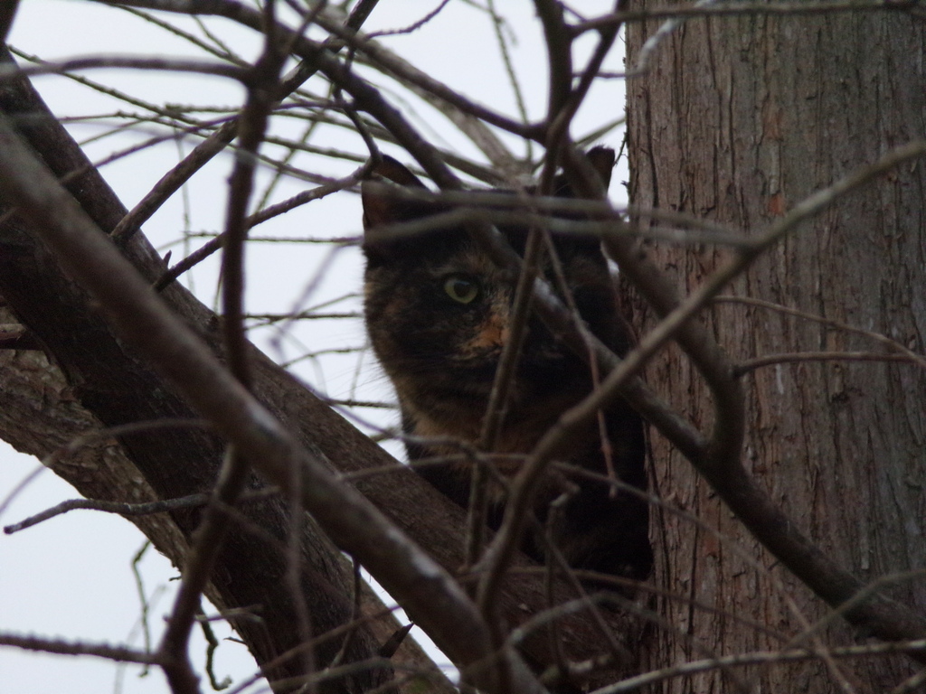 Domestic Cat from Villages Of Bear Creek, TX 77449, USA on February 27 ...
