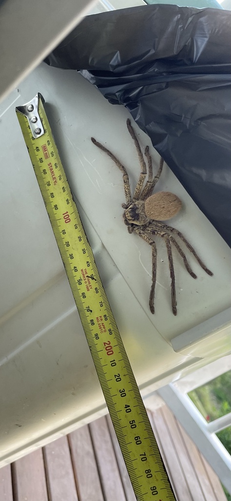 Golden Huntsman Spider from Gladstone Monto Rd, Calliope, QLD, AU on ...