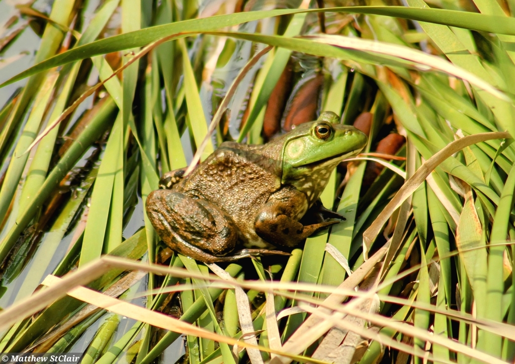American Bullfrog from Indiana County on August 21, 2023 at 10:40 AM by ...