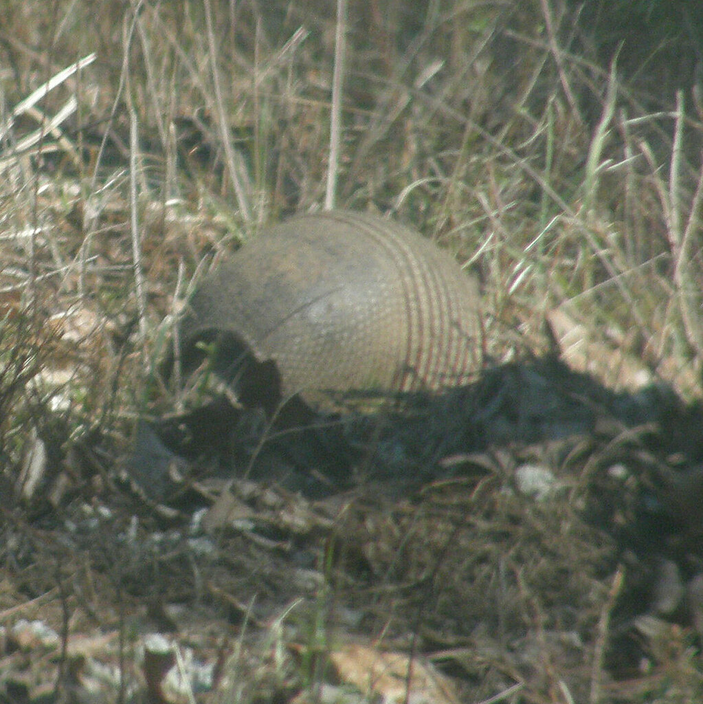 Nine-banded Armadillo from Greene County, GA, USA on February 25, 2025 ...