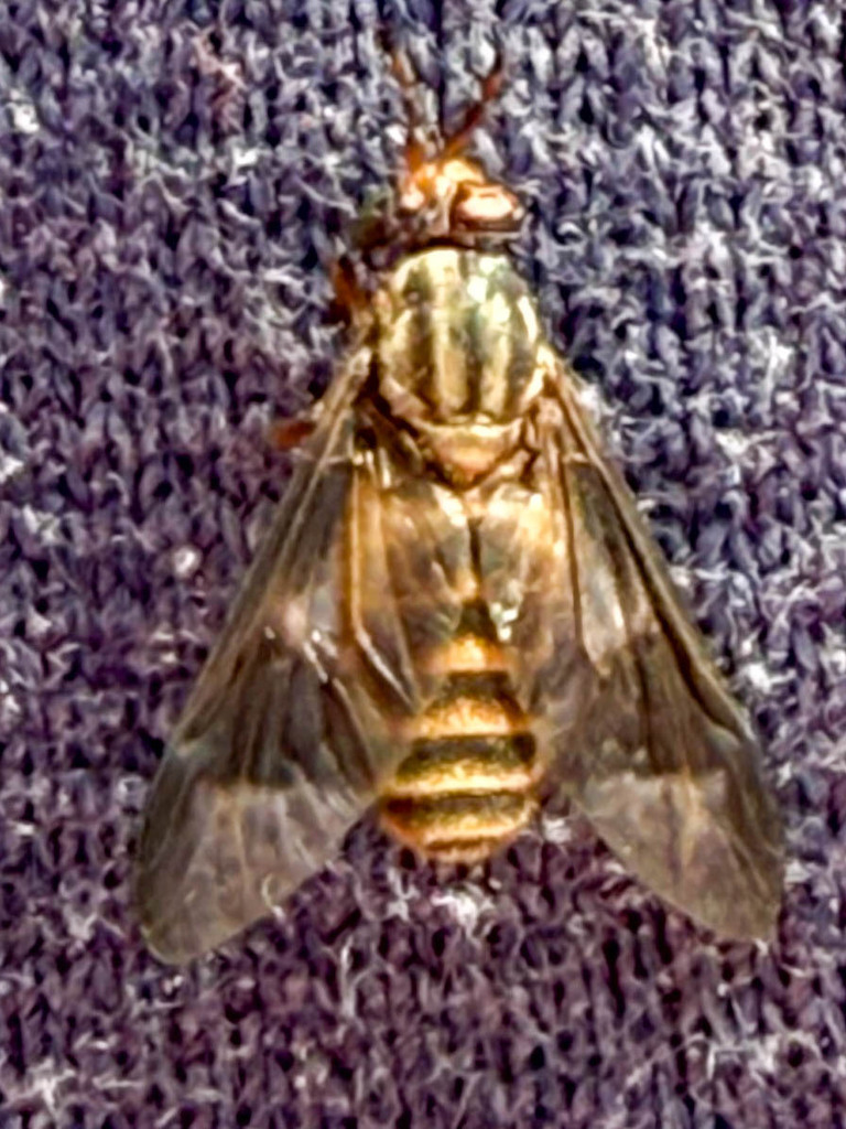 Brownish Deer Fly from Pine Island Center, FL 33922, USA on February 18 ...