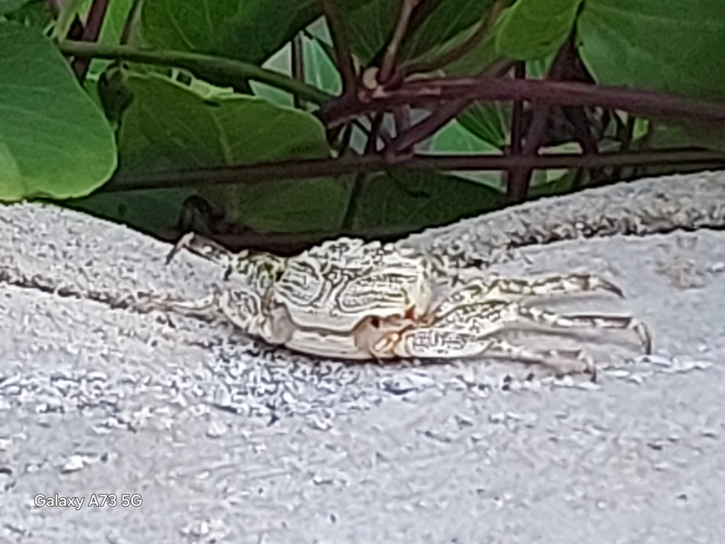 Thin-shelled Rock Crab from Indonesia on February 28, 2025 at 08:47 AM ...