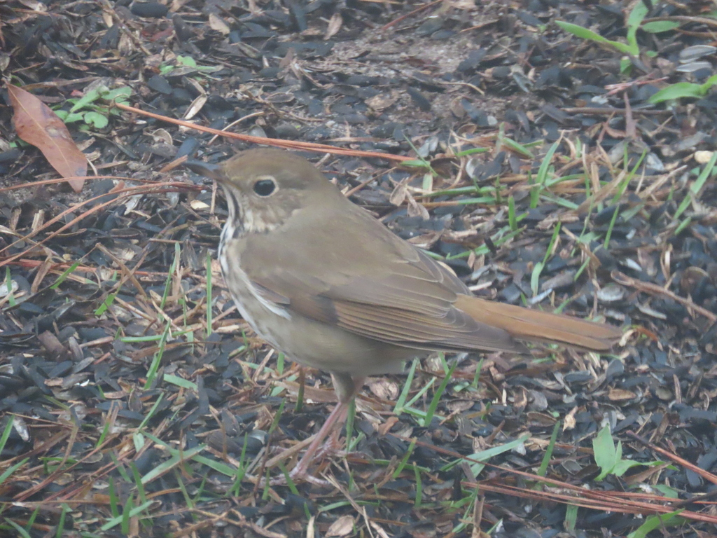 Hermit Thrush from Wakulla County, FL, USA on February 24, 2025 at 11: ...