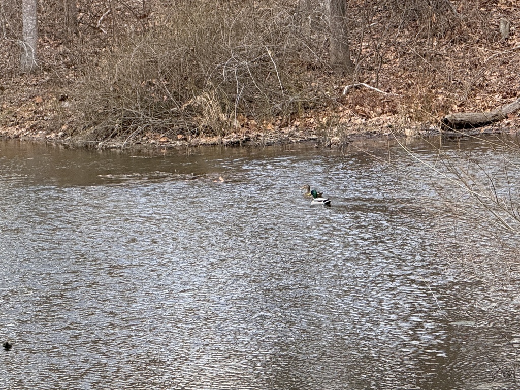 Mallard from Eaglehead Dr, Linganore, MD, US on February 27, 2025 at 04 ...
