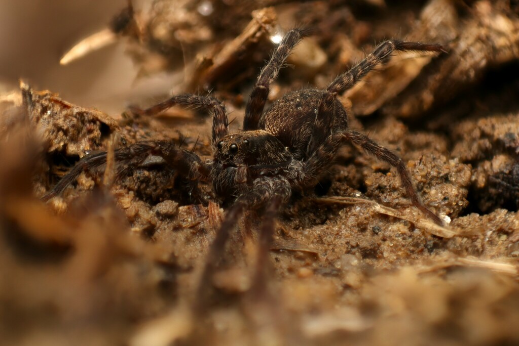 Brush-legged Spiders in February 2025 by Matthew Lindsey. 55-image ...