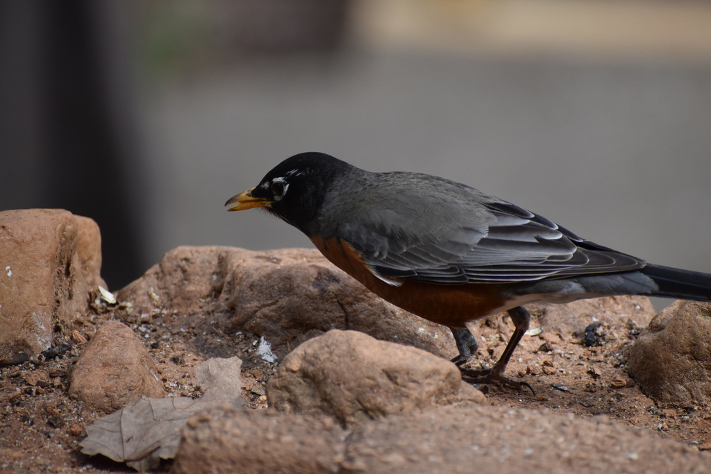American Robin in February 2025 by northerly · iNaturalist