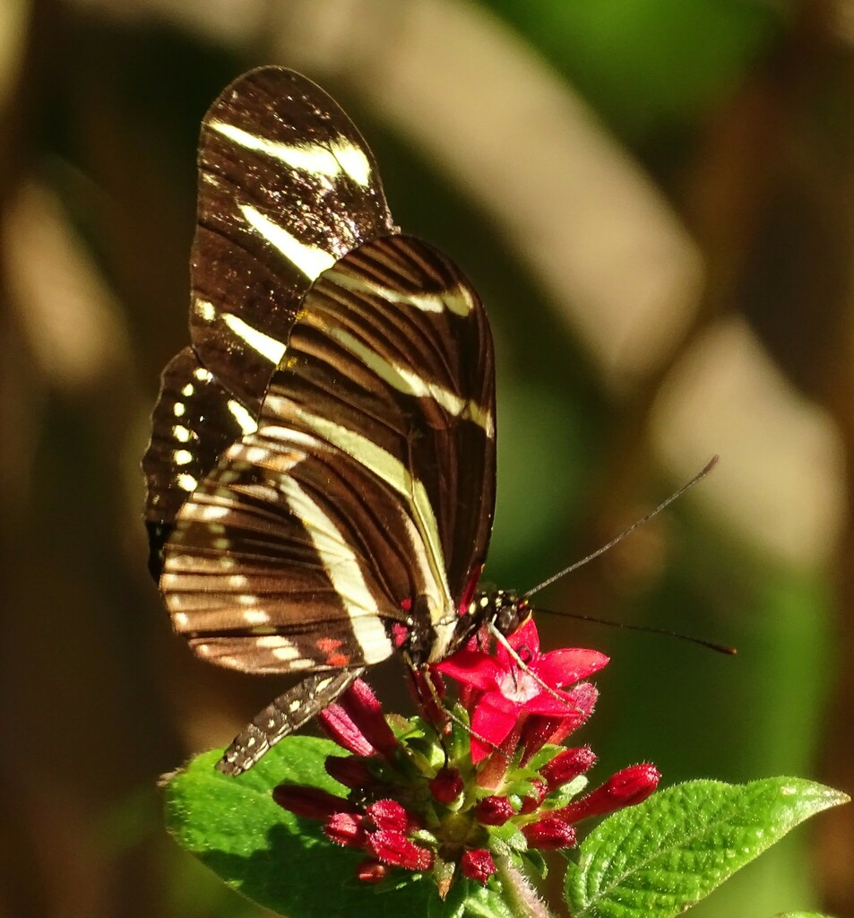 Zebra Longwing from Villages Butterfly Garden, 231 Lake Griffin Rd ...