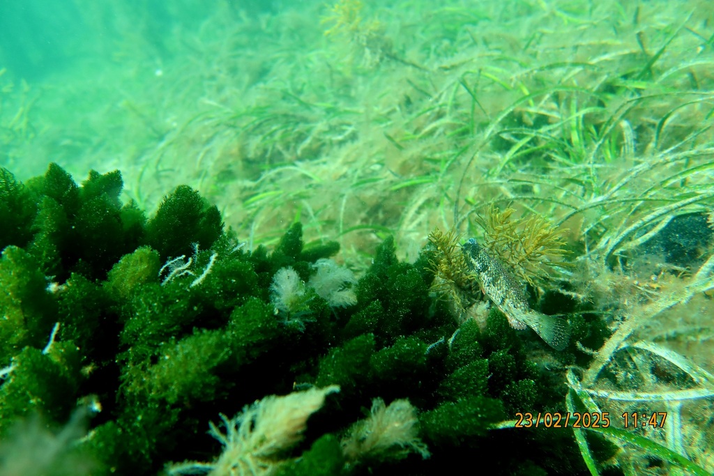 Creniola laticauda from Edithburgh Jetty on February 23, 2025 at 11:47 ...