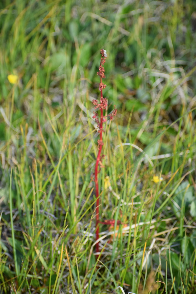 Arctic Dock (Rumex arcticus) - Botanical Realm