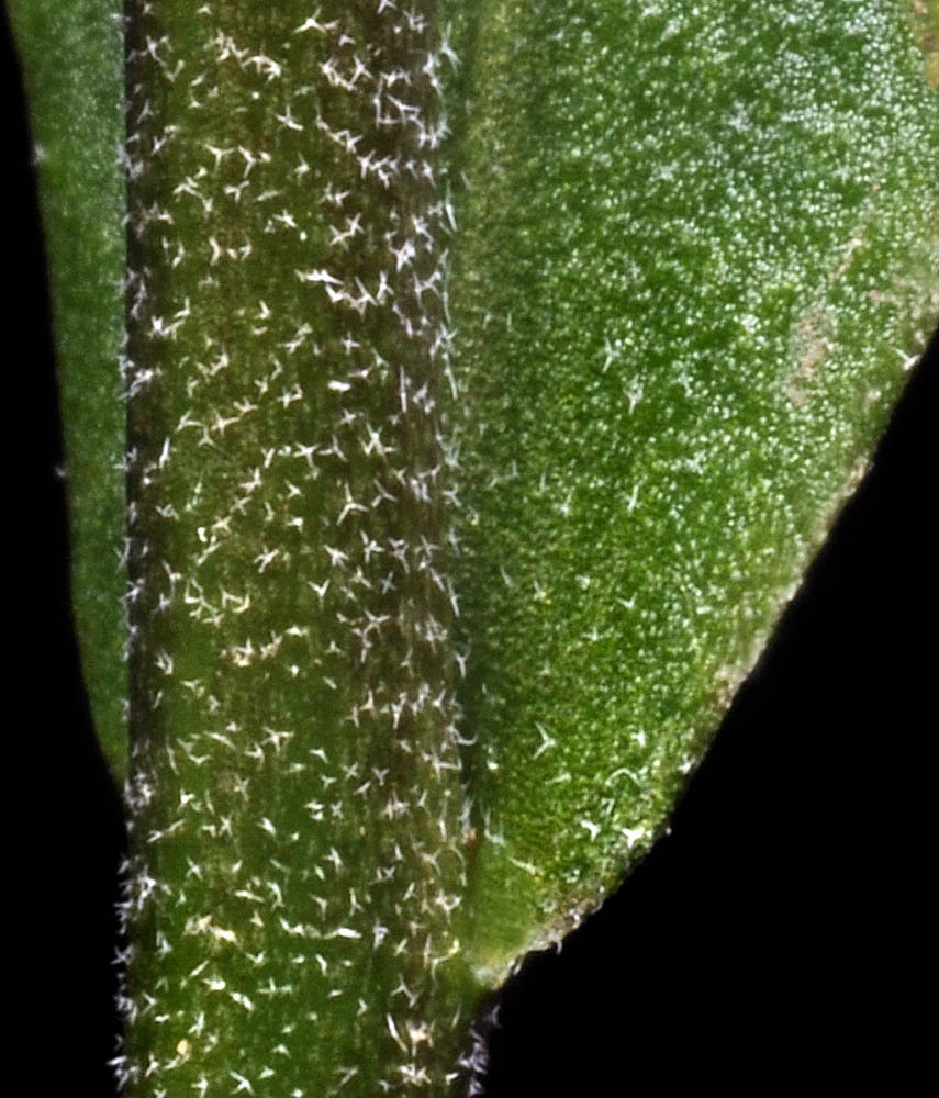 modest rockcress from Josephine County, OR, USA on May 13, 2010 at 05: ...