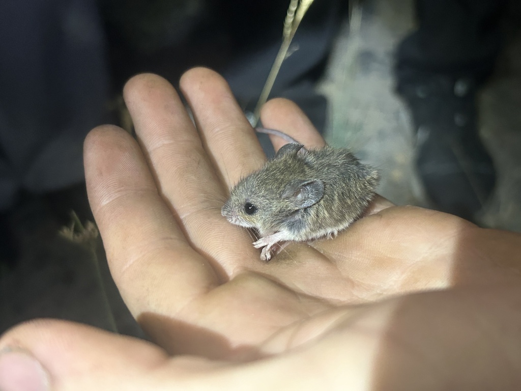 eastern delicate mouse from Burrum Coast National Park, Burrum Heads ...
