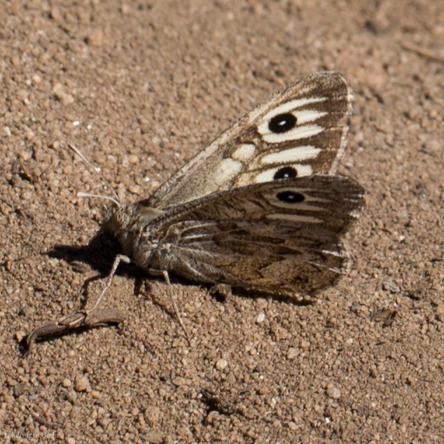 Ridings' Satyr (Yosemite National Park Butterfly Guide 🦋) · iNaturalist