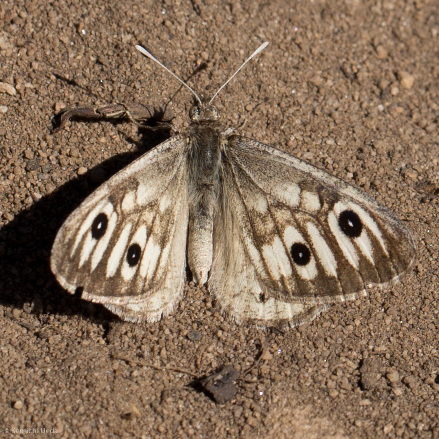 Ridings' Satyr (Yosemite National Park Butterfly Guide 🦋) · iNaturalist