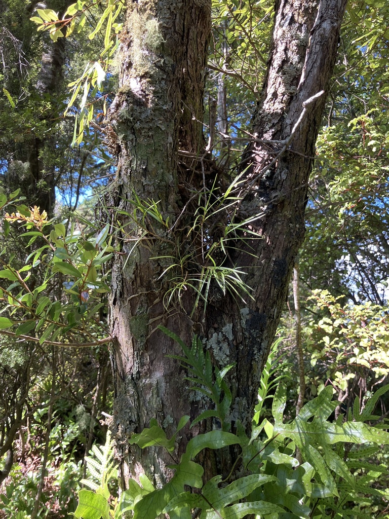 New Zealand Bamboo Orchid from East Harbour Regional park, Lower Hutt ...