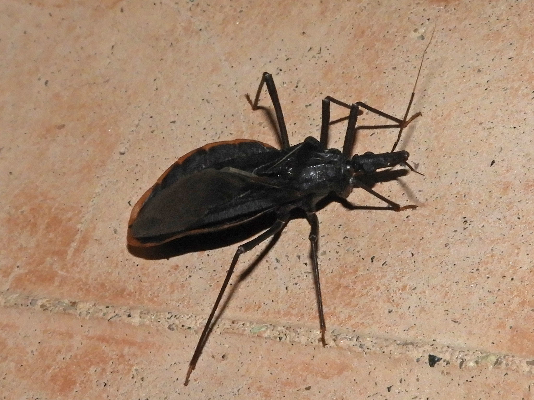 Triatoma recurva (Stål, 1868)