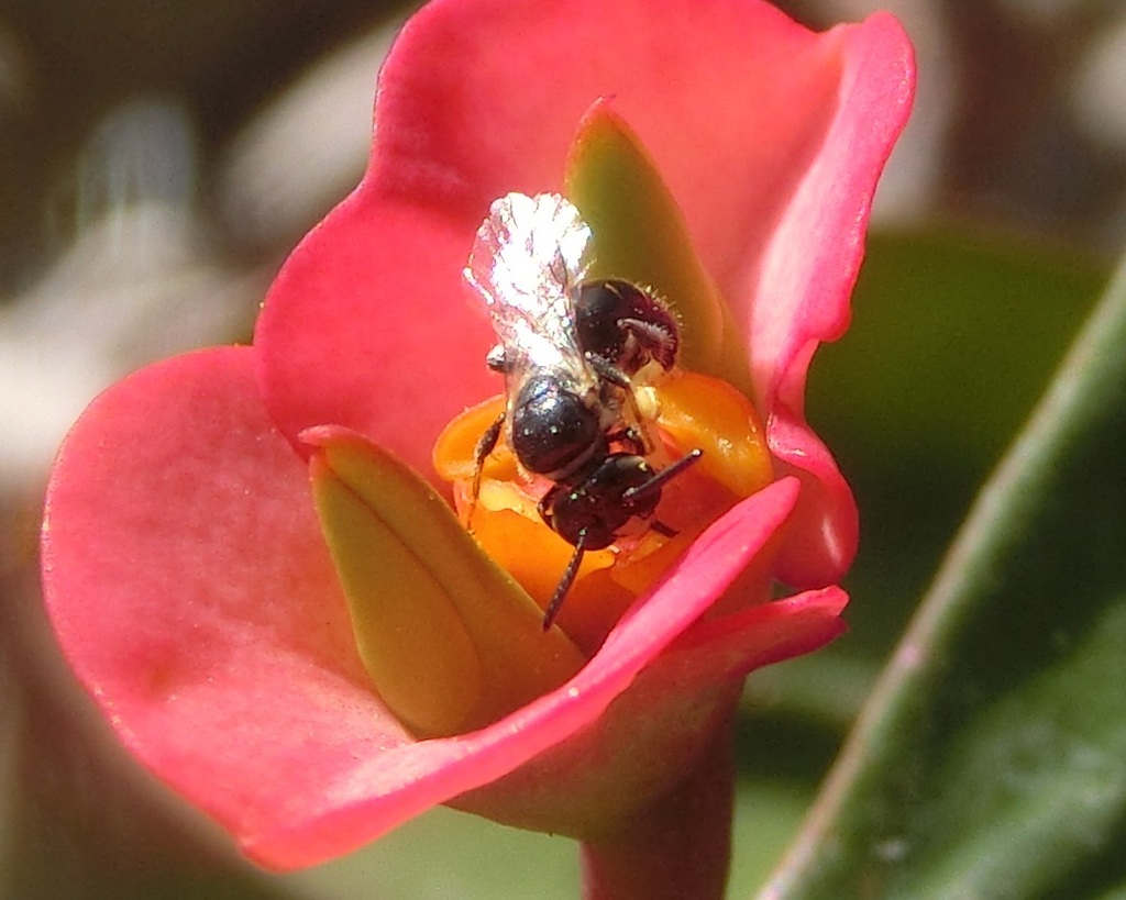 Hewitt's Reed bee from 510台灣彰化縣員林市 on February 28, 2025 at 11:30 AM by ...