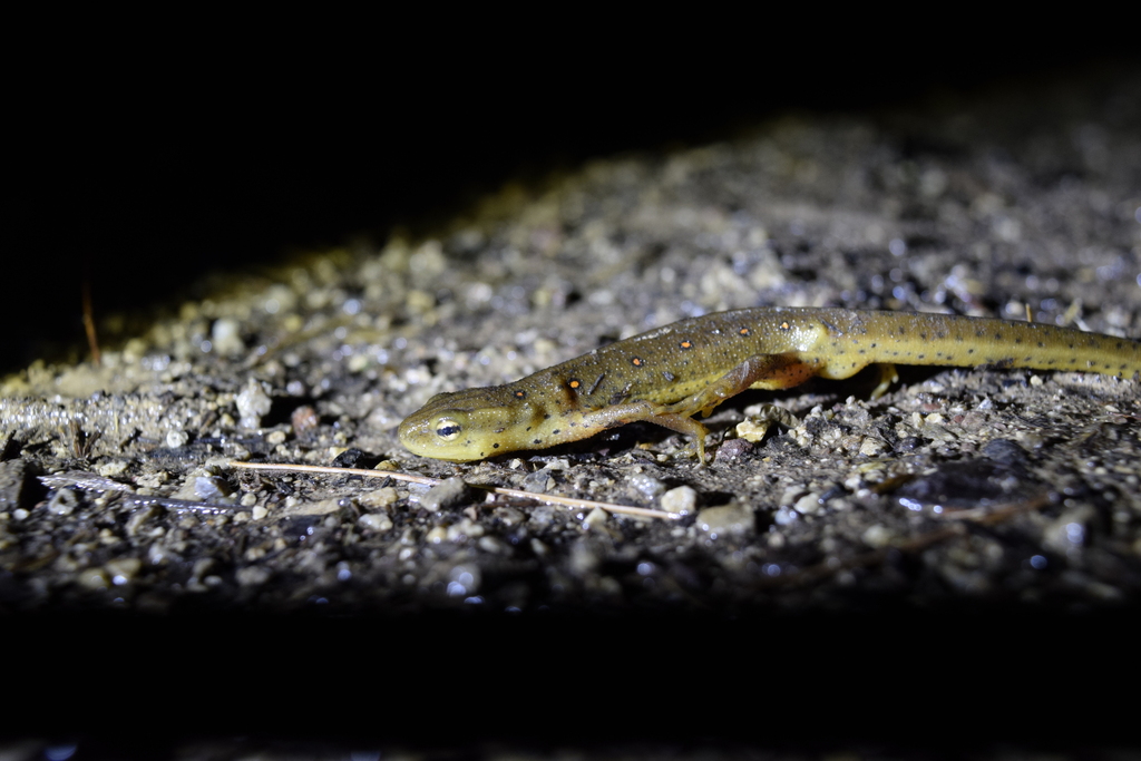 Eastern Newt from Athens County, OH, USA on February 27, 2025 at 09:59 ...